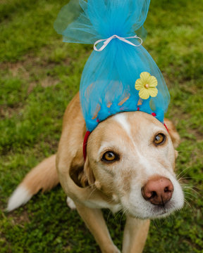 "Troll Dog" Images – Browse 3 Stock Photos, Vectors, and Video | Adobe ...