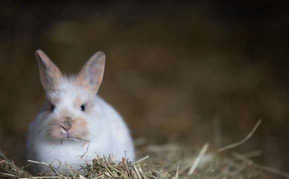 Stallhasen Bilder – Durchsuchen 490 Archivfotos, Vektorgrafiken und ...