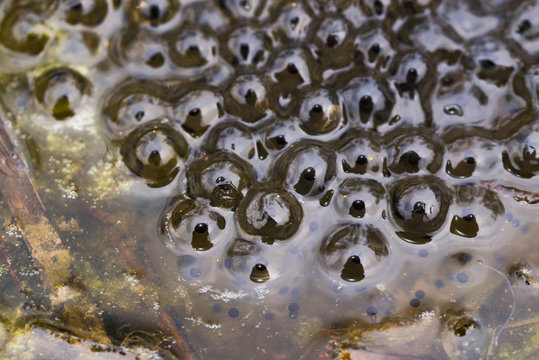 「Froschlaich」の画像 - 513 件の Stock 写真、ベクターおよびビデオ | Adobe Stock