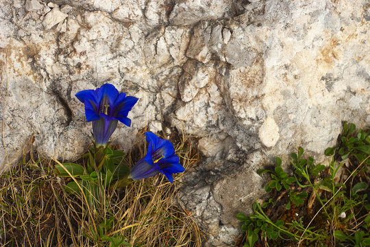 Gentian Images – Browse 8,801 Stock Photos, Vectors, and Video | Adobe ...