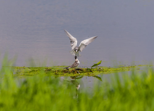 Podlot Images – Browse 83 Stock Photos, Vectors, and Video | Adobe Stock