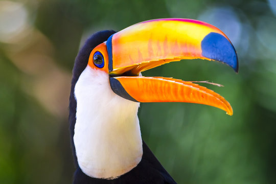 Bico Images – Browse 15 Stock Photos, Vectors, and Video | Adobe Stock