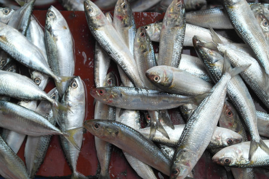 Killke Images – Browse 46 Stock Photos, Vectors, and Video | Adobe Stock