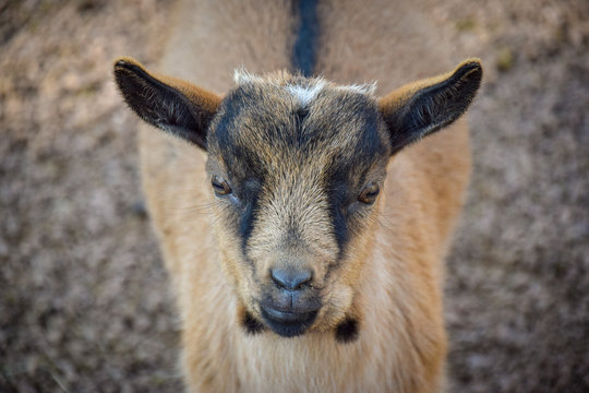 Zicke 이미지 – 찾아보기 1,226 스톡 사진, 벡터 및 비디오 | Adobe Stock