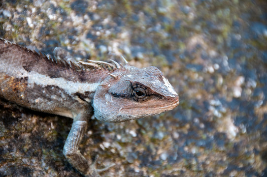 「Lucertolone」の写真素材 | 21件の無料イラスト画像 | Adobe Stock