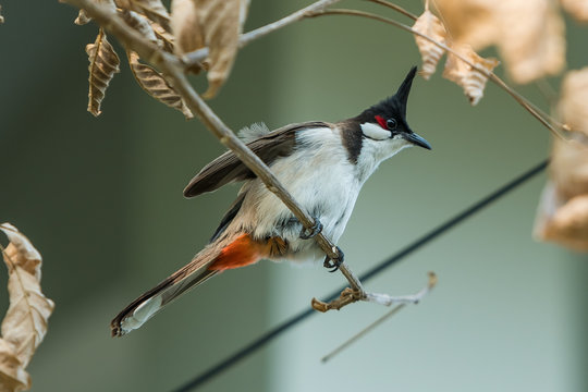 "Crested Bulbul" Images – Browse 2,484 Stock Photos, Vectors, and Video ...