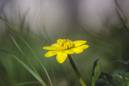 「Ficarioides」の写真素材 | 15件の無料イラスト画像 | Adobe Stock