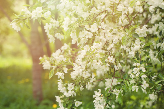 "Abstract Spring Background" Images – Browse 88 Stock Photos, Vectors ...