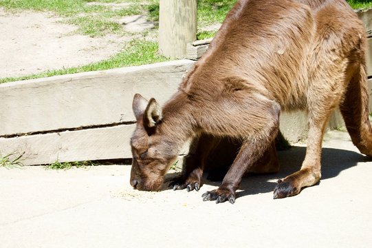 "Australian Mammal" Billeder – Gennemse 295 stockfotos, vektorer og ...