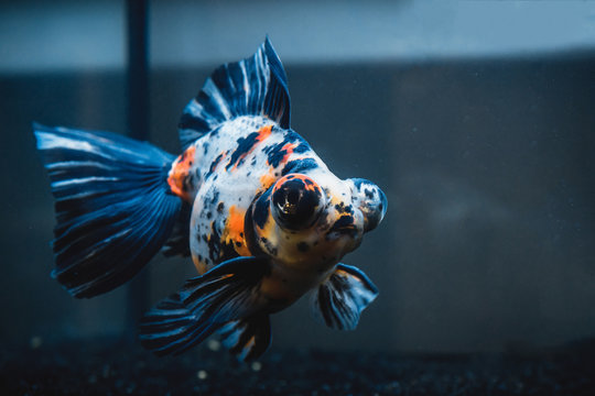 Teleskopfisch Bilder – Durchsuchen 1,746 Archivfotos, Vektorgrafiken ...