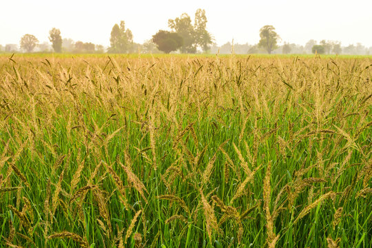 "Japanese Barnyard Millet" Images – Browse 350 Stock Photos, Vectors ...