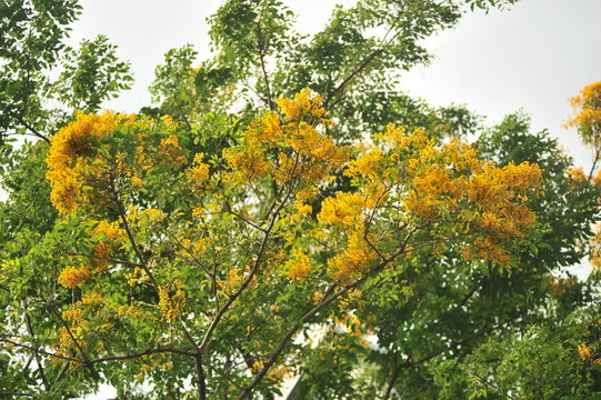 Narra Tree Flowers
