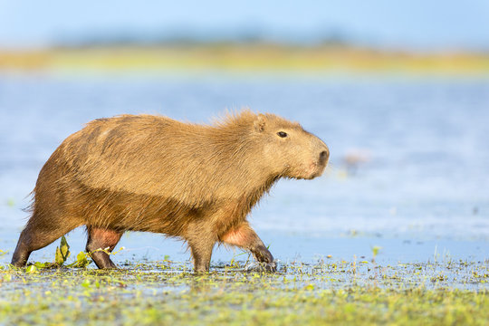 รูปภาพCapivara – เลือกดูภาพถ่ายสต็อก เวกเตอร์ และวิดีโอ101,336 | Adobe ...