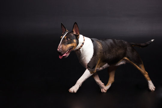 Tri Color Bull Terrier