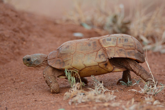 Tourtle Images – Browse 67 Stock Photos, Vectors, and Video | Adobe Stock