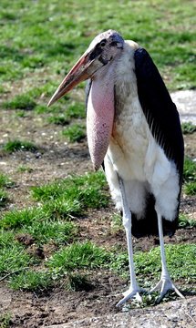 Aasvogel Images – Browse 49 Stock Photos, Vectors, and Video | Adobe Stock