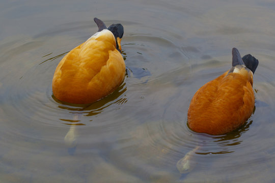 รูปภาพOgar – เลือกดูภาพถ่ายสต็อก เวกเตอร์ และวิดีโอ401 | Adobe Stock