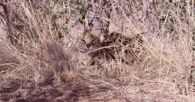 Seval Images – Browse 114 Stock Photos, Vectors, and Video | Adobe Stock