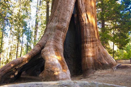 General Sherman Tree National Geographic