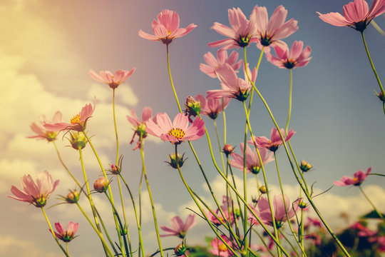 รูปภาพFlowre – เลือกดูภาพถ่ายสต็อก เวกเตอร์ และวิดีโอ133 | Adobe Stock