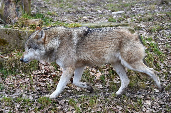 รูปภาพAlphawolf – เลือกดูภาพถ่ายสต็อก เวกเตอร์ และวิดีโอ211 | Adobe Stock