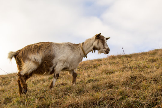 Capra Images – Parcourir 47,344 le catalogue de photos, vecteurs et ...
