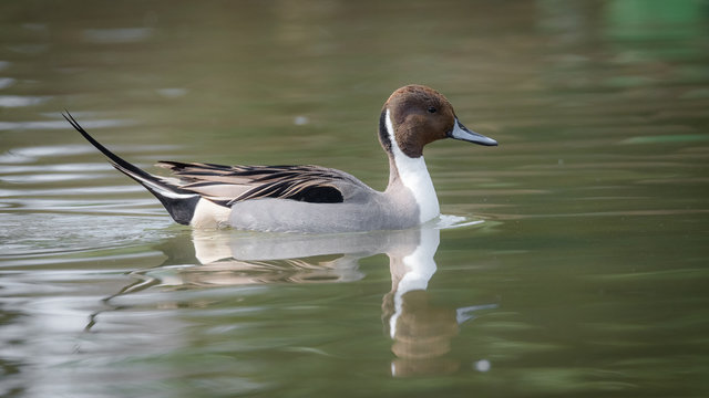 Codone Images – Browse 69 Stock Photos, Vectors, and Video | Adobe Stock