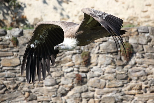Aasgeier bilder – Bläddra bland 264 stockfoton, vektorer och videor ...