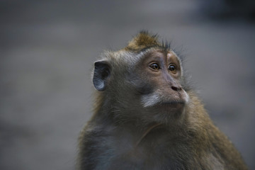 Wildlife photos, royalty-free images, graphics, vectors & videos ...
