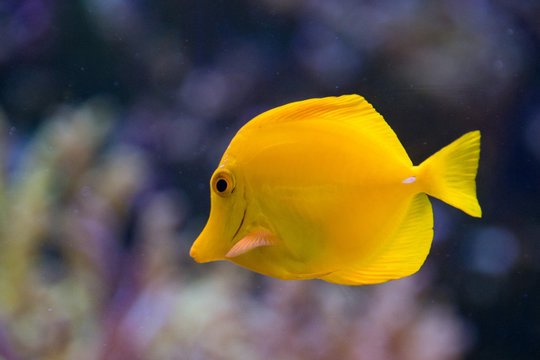 Free Fish Images – Browse 12,533 Free Stock Photos, Vectors, and Video ...