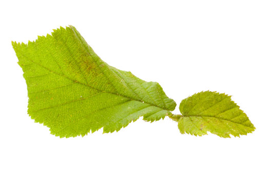 Haselnussblatt-Bilder: Stock-Fotos & -Videos. | Adobe Stock