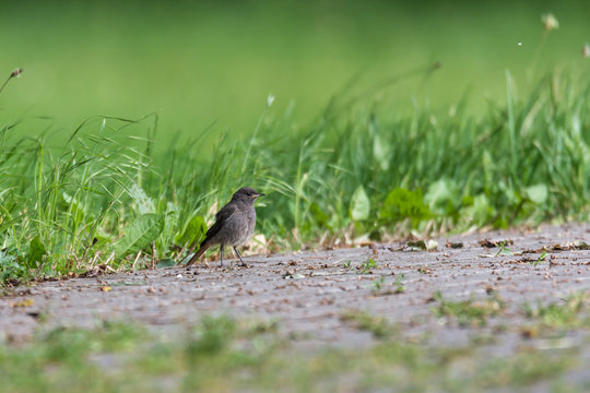 Podlot Images – Browse 83 Stock Photos, Vectors, and Video | Adobe Stock