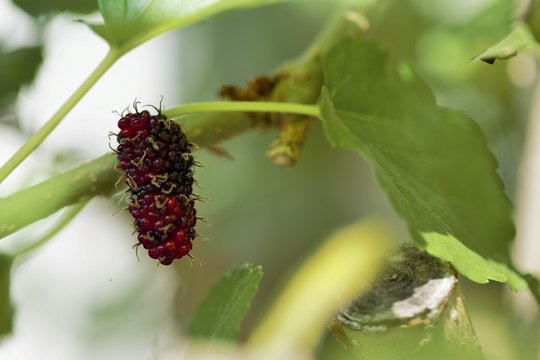 「Malberry」の画像 - 153 件の Stock 写真、ベクターおよびビデオ | Adobe Stock