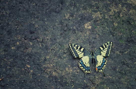 รูปภาพFalena – เลือกดูภาพถ่ายสต็อก เวกเตอร์ และวิดีโอ1,328 | Adobe Stock