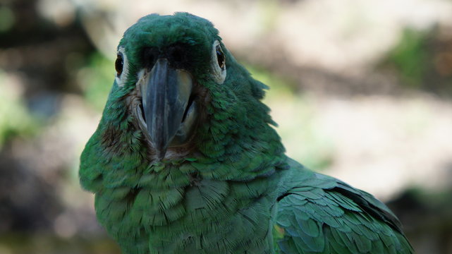 Patica Images – Browse 67 Stock Photos, Vectors, and Video | Adobe Stock