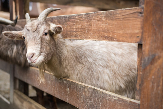 รูปภาพGoatcheese – เลือกดูภาพถ่ายสต็อก เวกเตอร์ และวิดีโอ286 | Adobe Stock