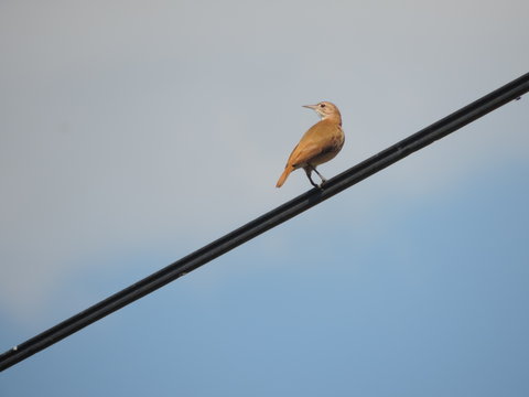 Tiluchi Imagens – Procure 4 fotos, vetores e vídeos | Adobe Stock