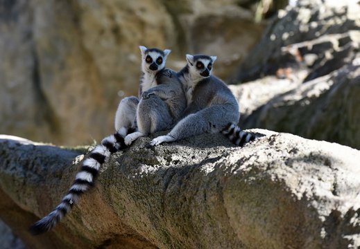 รูปภาพAnillas – เลือกดูภาพถ่ายสต็อก เวกเตอร์ และวิดีโอ5,171 | Adobe Stock