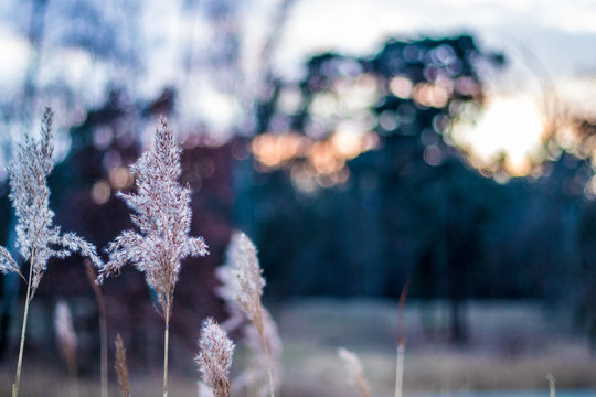 Trzcina bilder – Bläddra bland 2,199 stockfoton, vektorer och videor ...