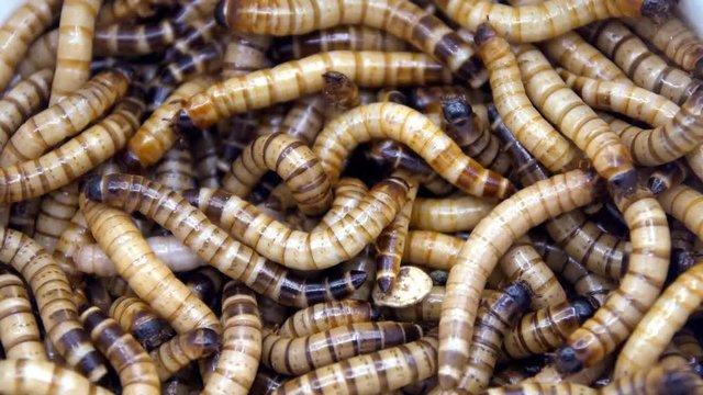 Worms Images – Browse 254,569 Stock Photos, Vectors, and Video | Adobe ...