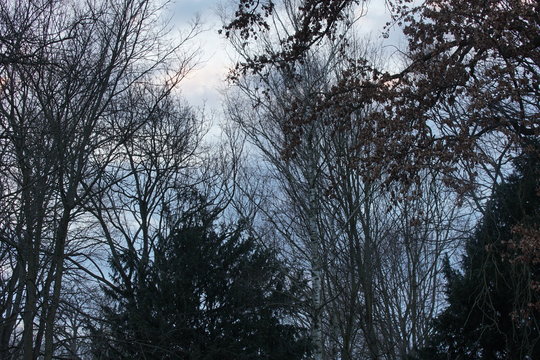 「Eichenast」の画像 - 81 件の Stock 写真、ベクターおよびビデオ | Adobe Stock