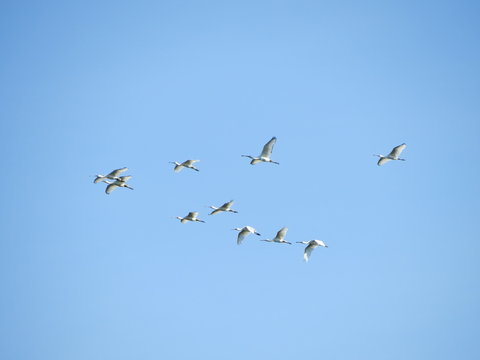 Fluggans Bilder – Durchsuchen 145,837 Archivfotos, Vektorgrafiken und ...