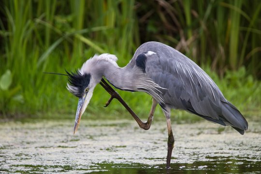 รูปภาพReiher – เลือกดูภาพถ่ายสต็อก เวกเตอร์ และวิดีโอ18,143 | Adobe Stock