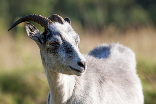 รูปภาพShe-Goat – เลือกดูภาพถ่ายสต็อก เวกเตอร์ และวิดีโอ484,162 | Adobe ...