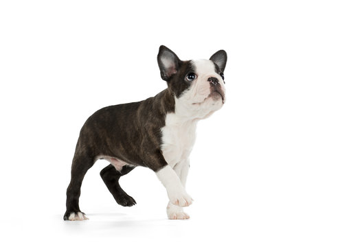 Froston Images – Browse 41 Stock Photos, Vectors, and Video | Adobe Stock