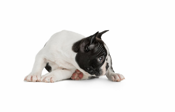 Froston Images – Browse 43 Stock Photos, Vectors, and Video | Adobe Stock