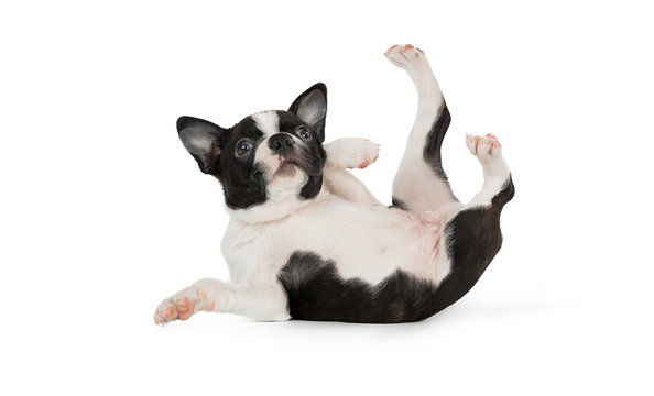 Froston Images – Browse 41 Stock Photos, Vectors, and Video | Adobe Stock