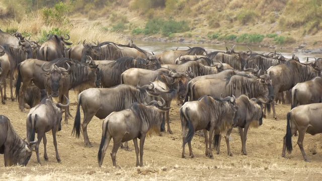 Gnus bilder – Bläddra bland 2,555 stockfoton, vektorer och videor ...