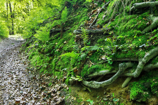 Algenteppich Bilder – Durchsuchen 598 Archivfotos, Vektorgrafiken und ...