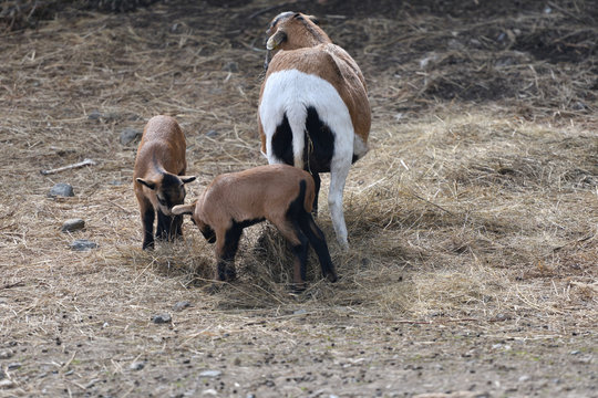 รูปภาพBaa-Lamb – เลือกดูภาพถ่ายสต็อก เวกเตอร์ และวิดีโอ356 | Adobe Stock